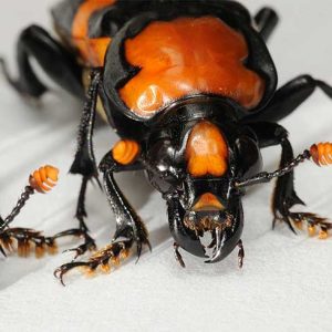 Biodiversity, Rare Species, and Invasives - Rhode Island Natural ...